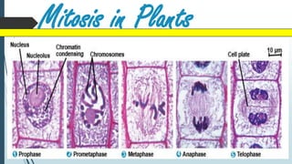 Lesson 8 cell division | PDF