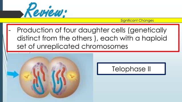 Lesson 8 cell division | PPT | Free Download