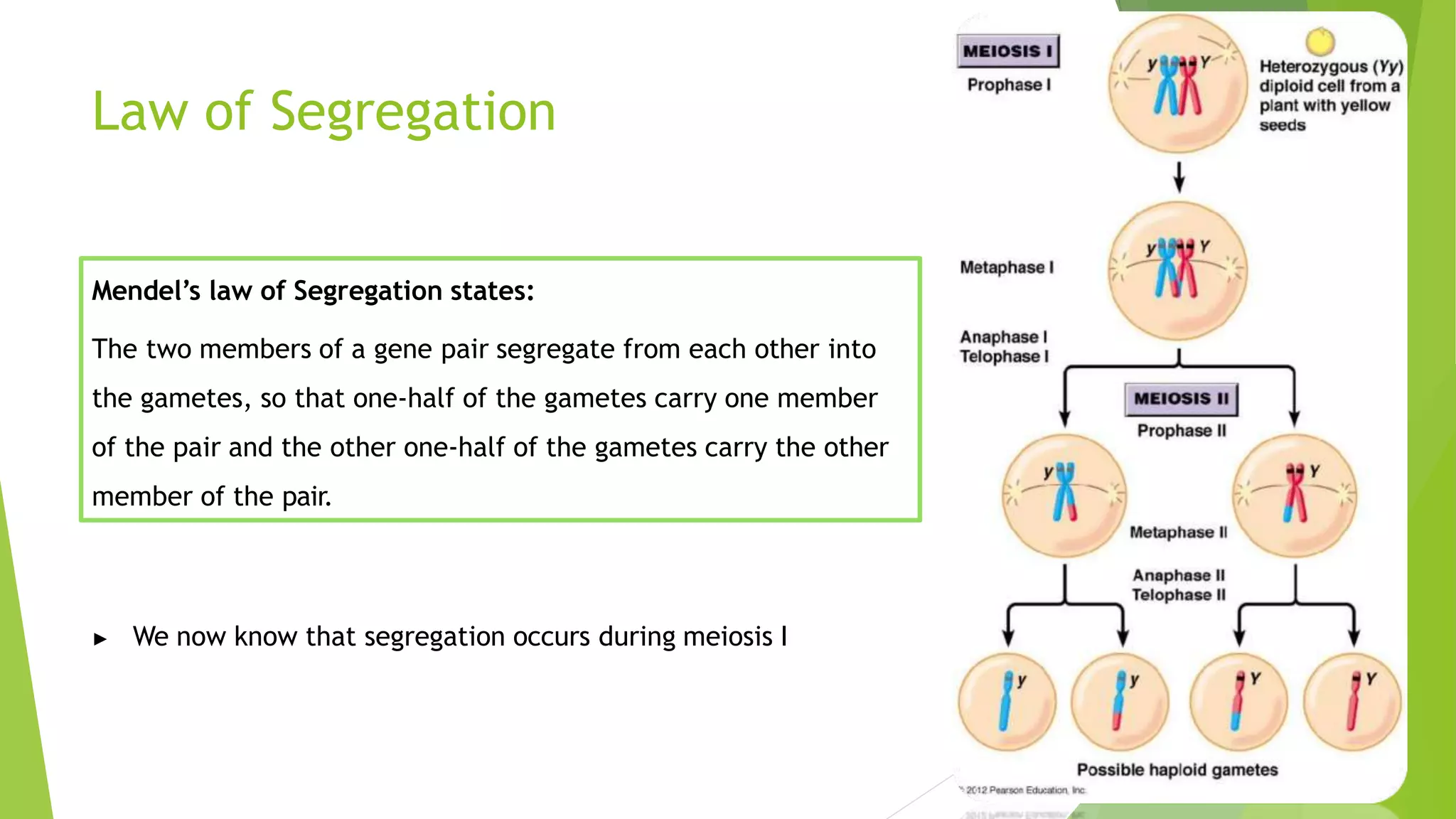 lesson8mendelianinheritance-140723025412-phpapp01.pptx