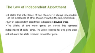 lesson8mendelianinheritance-140723025412-phpapp01.pptx