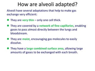 Mrs Abrey Lesson 9 alveoli and ventilation | PPTX | Lung and ...