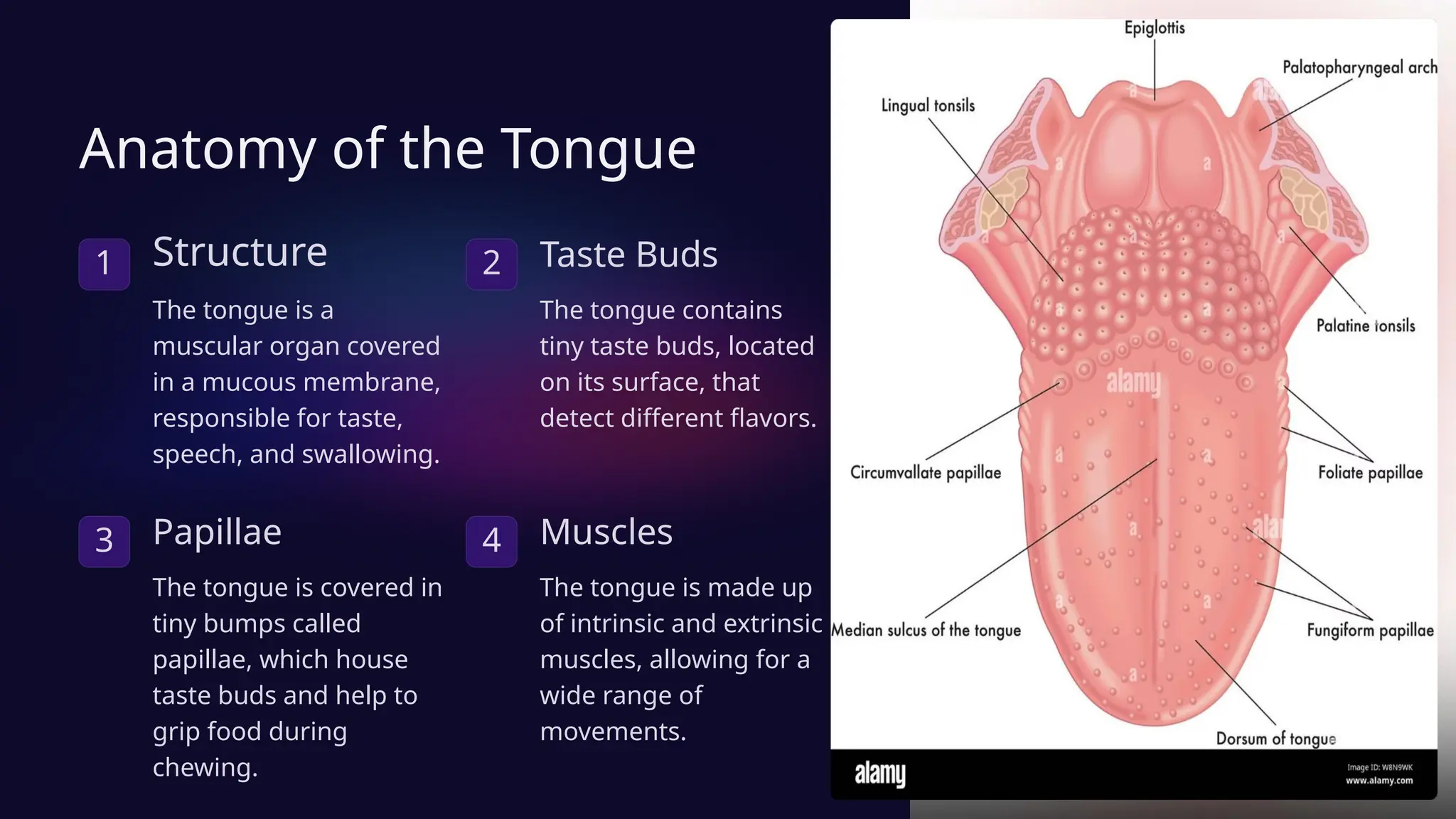 Lesson 9- Tongue, skin NoseLesson 9- Tongue, skin Nose.pptx
