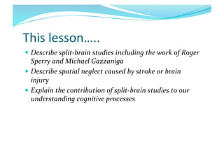 (Lesson 9 2013) split brain studies | PDF