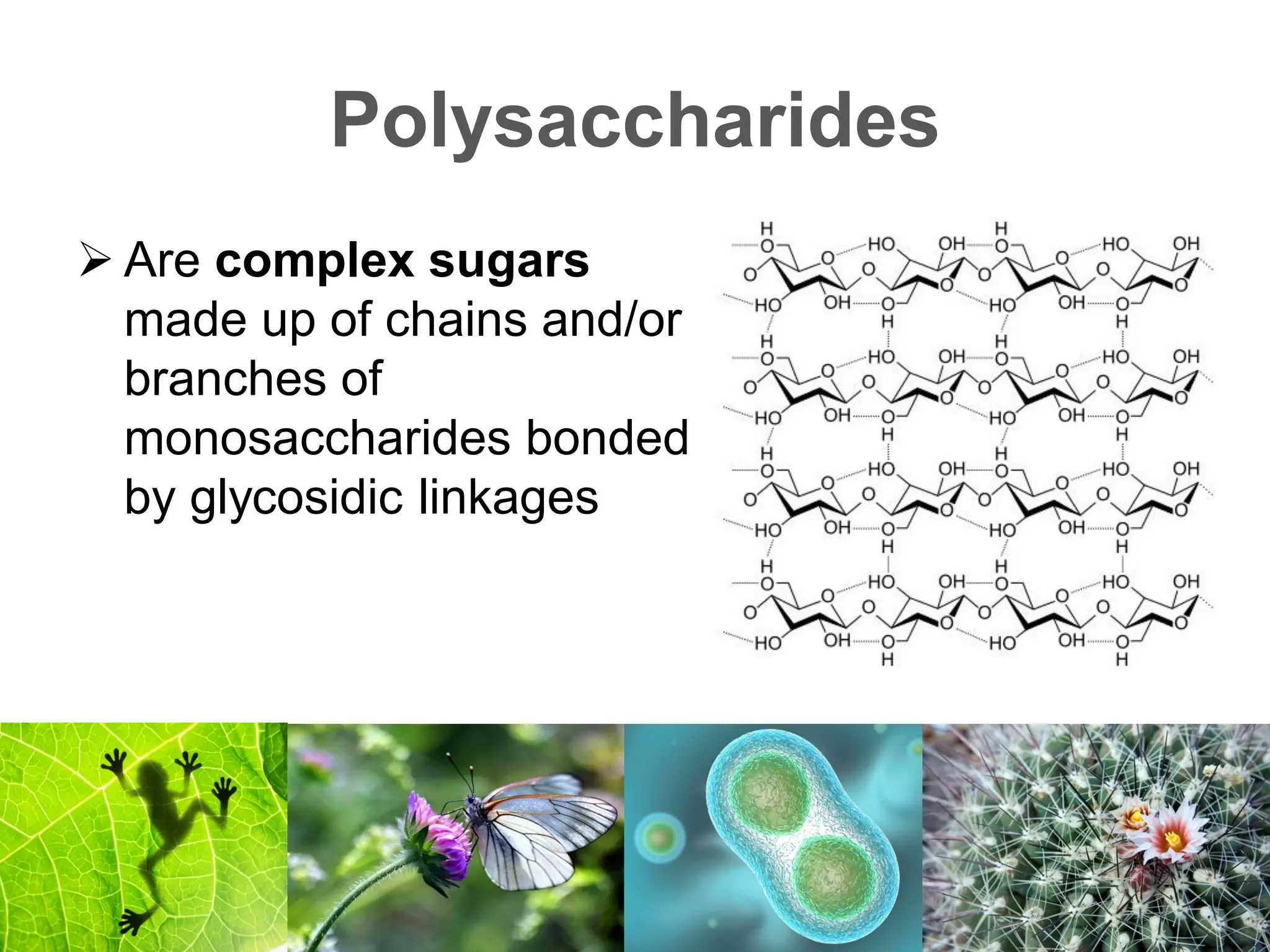 Lesson 9 Carbohydrates | PDF