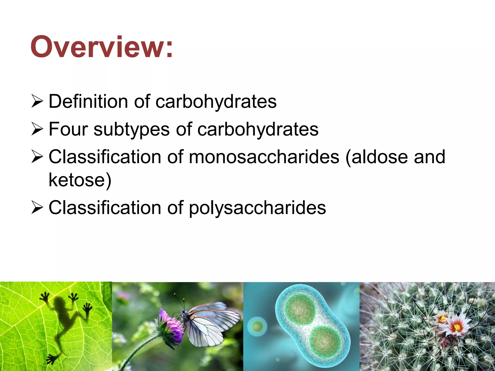 Lesson 9 Carbohydrates | PDF