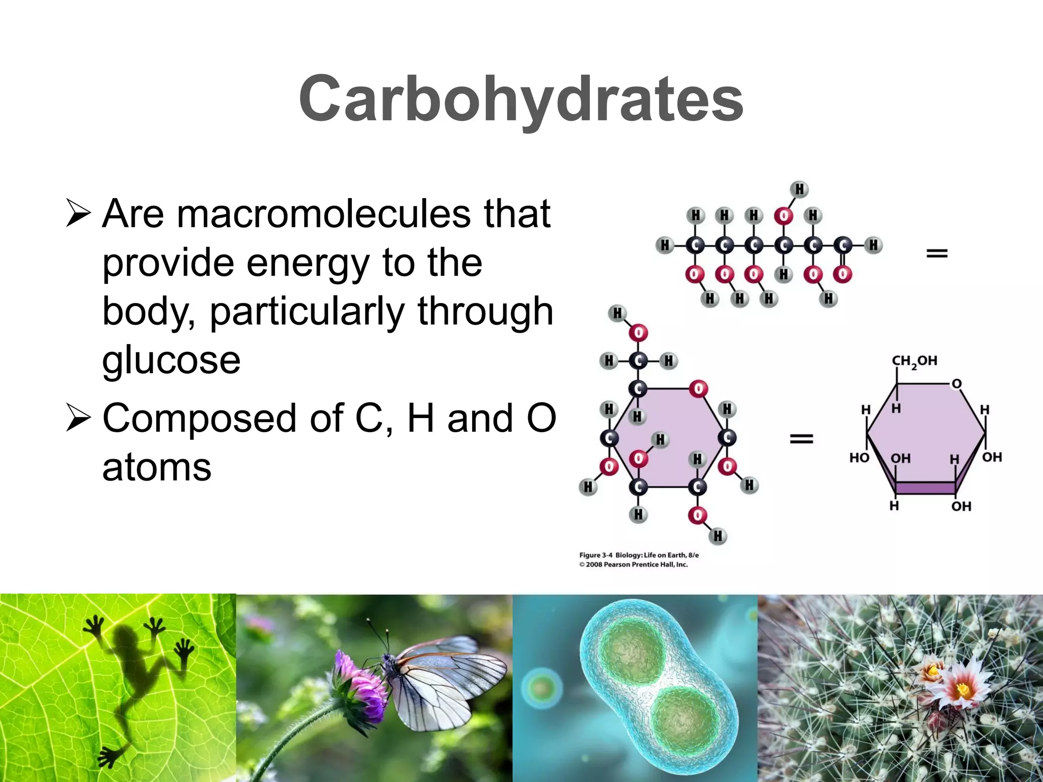 Lesson 9 Carbohydrates | PDF