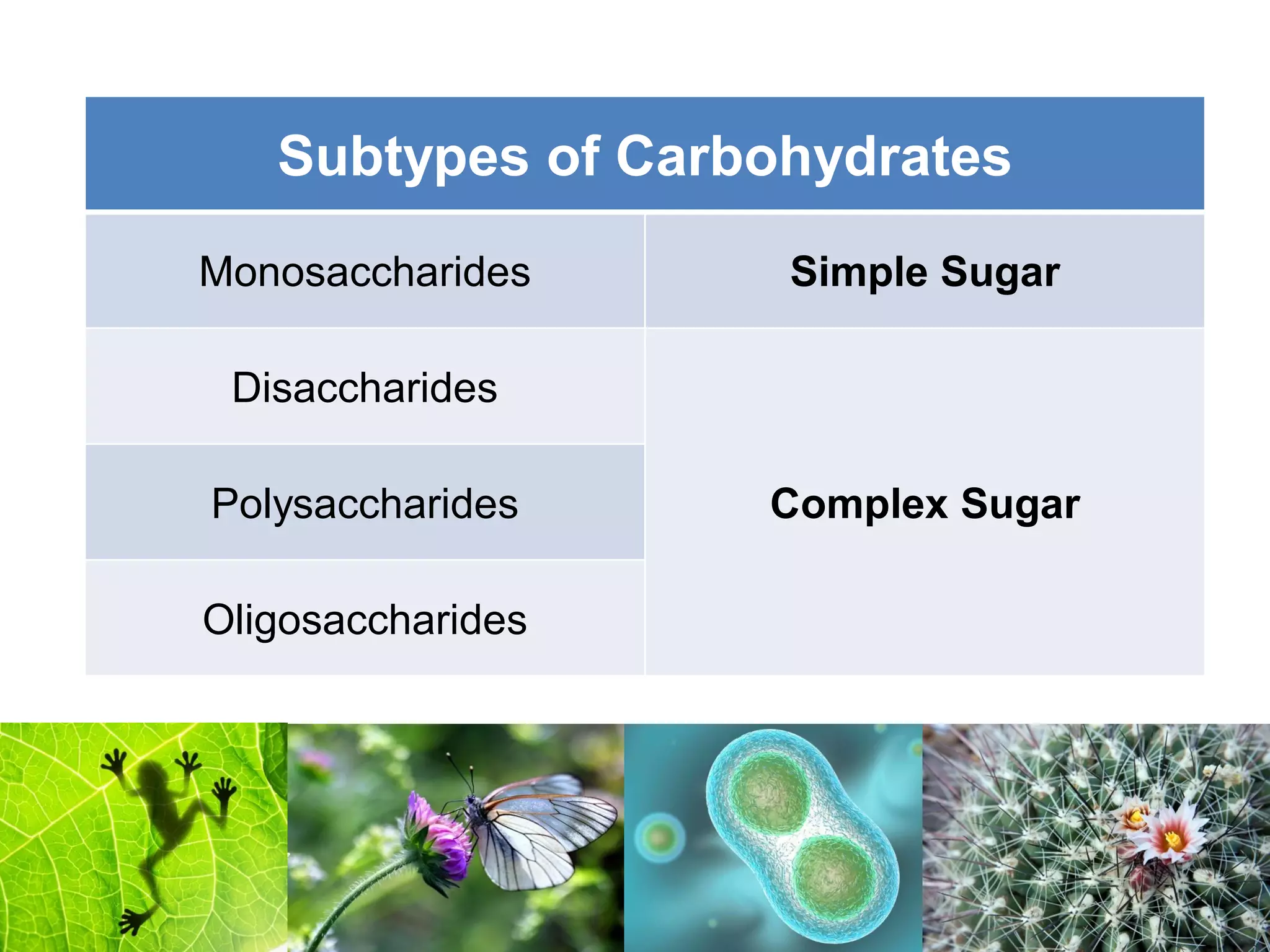 Lesson 9 Carbohydrates | PDF