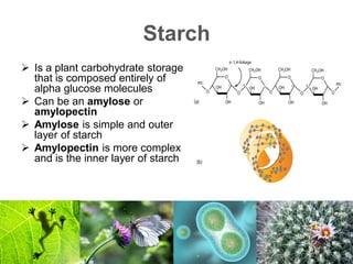 Lesson 9 Carbohydrates | PDF
