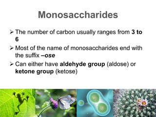 Lesson 9 Carbohydrates | PDF