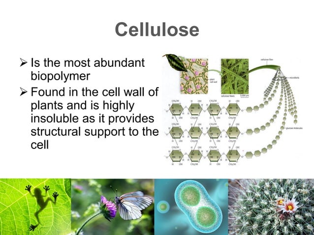 Lesson 9 Carbohydrates