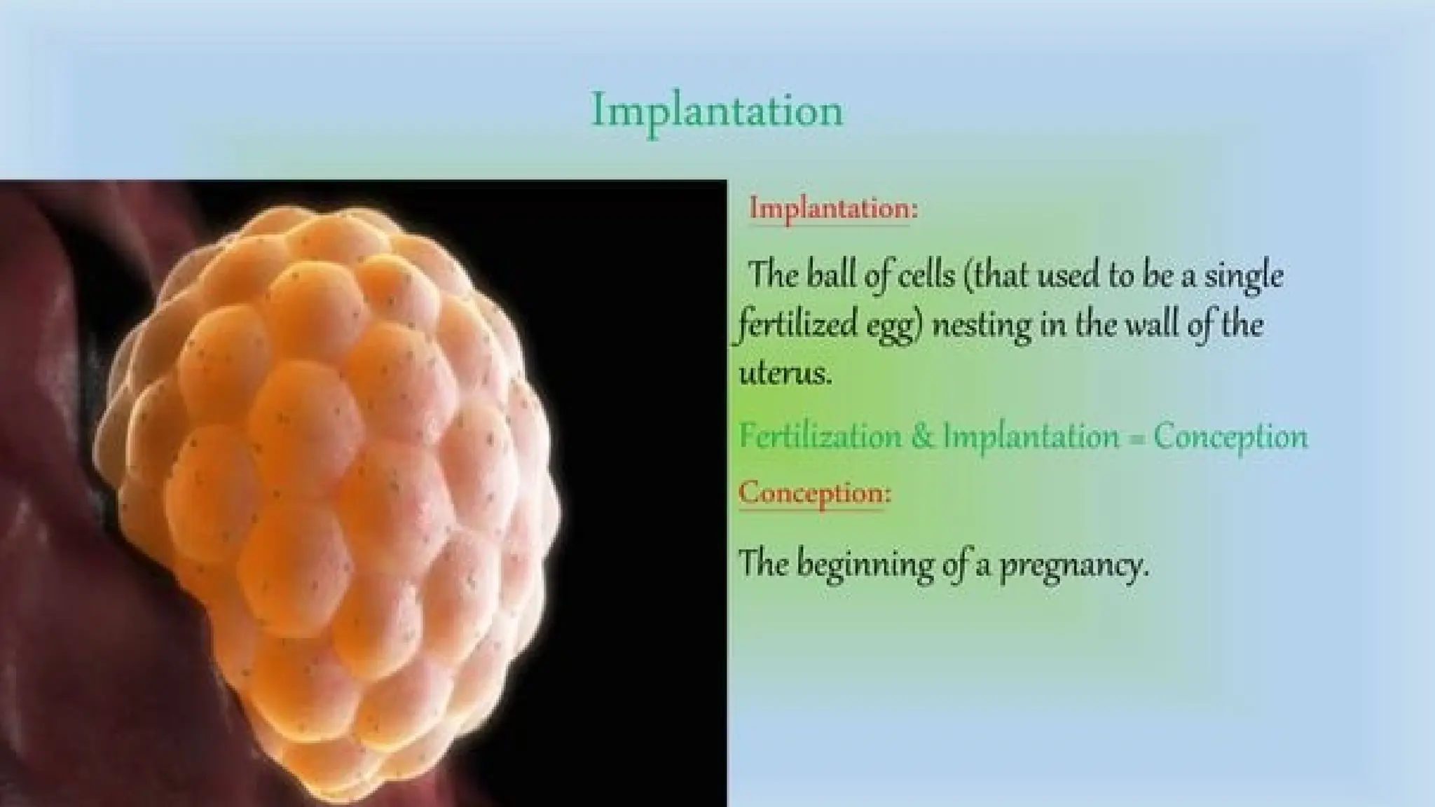 Lesson 9 Conception and Growth MAECE 104.pptx