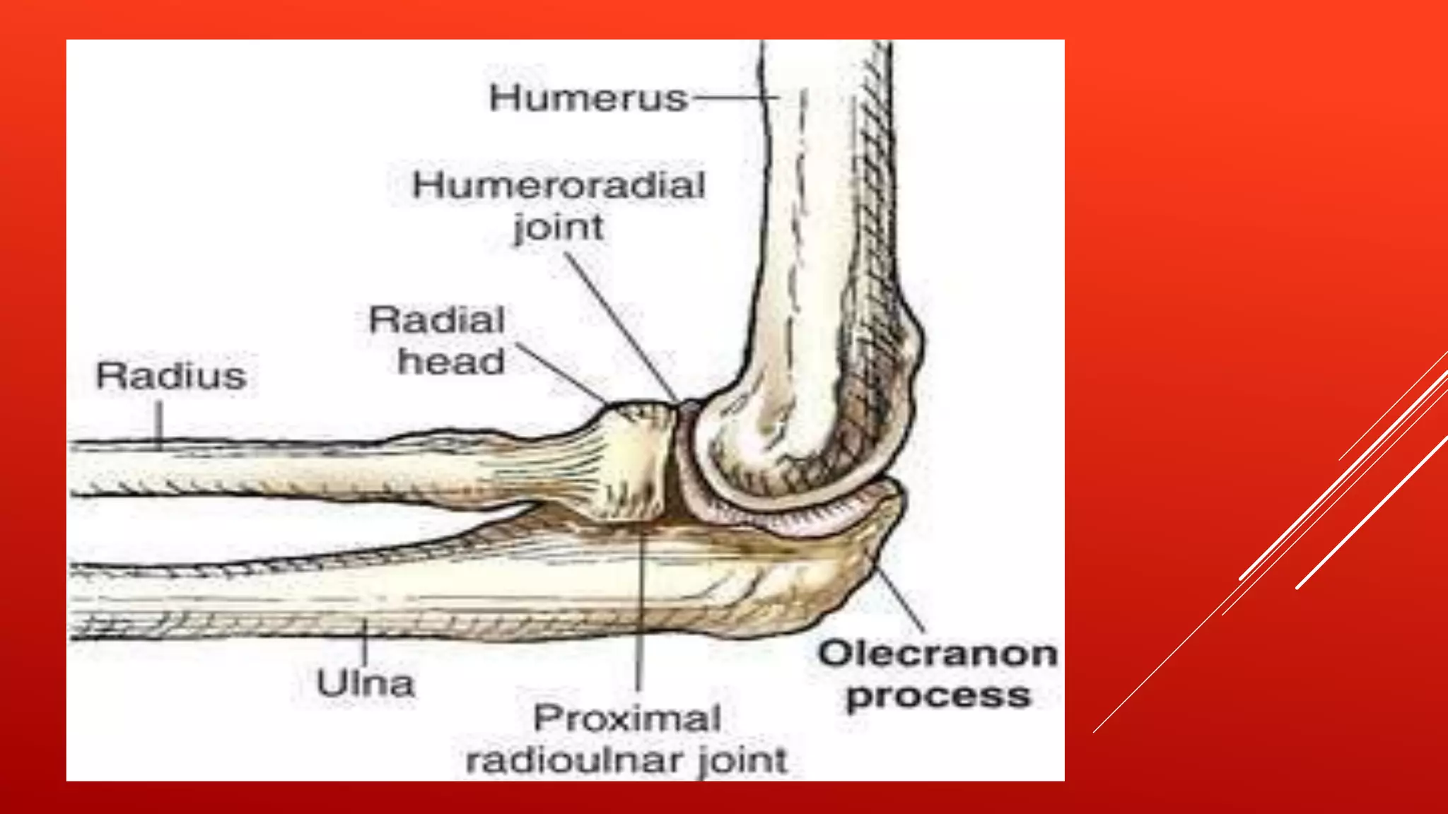 Lesson 9 Elbow Joint (Elbow and Forearm).pptx