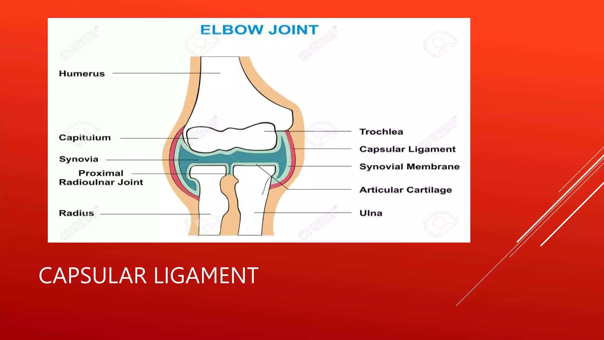 Lesson 9 Elbow Joint (Elbow and Forearm).pptx