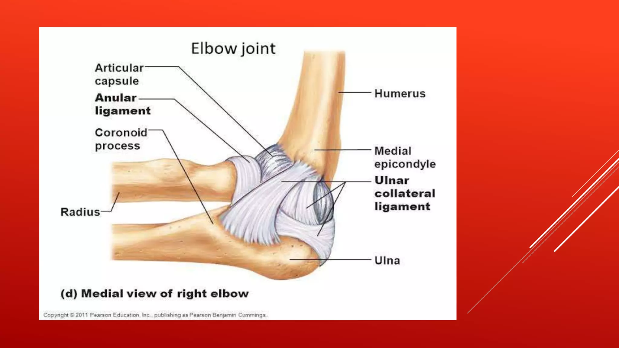 Lesson 9 Elbow Joint (Elbow and Forearm).pptx