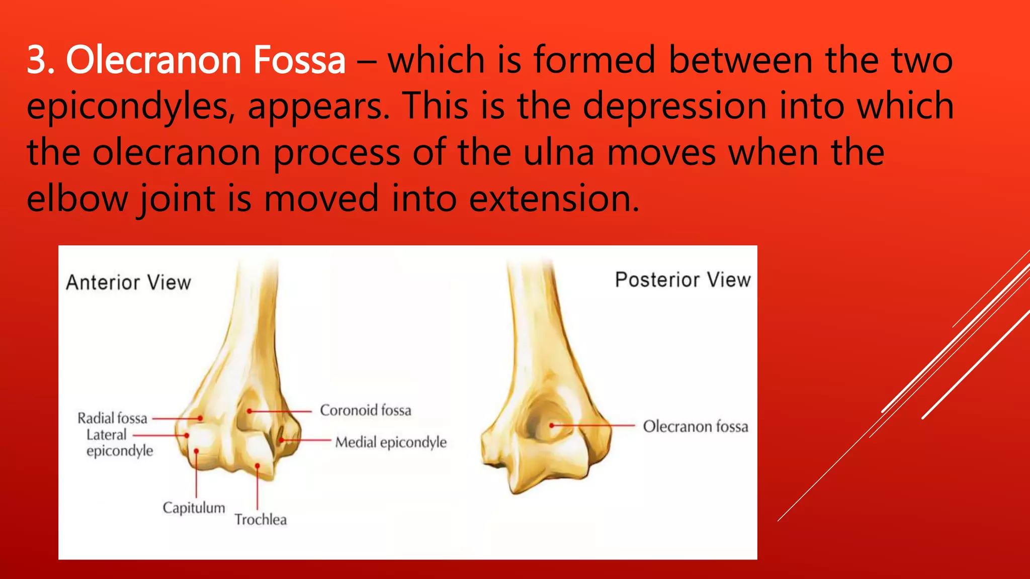 Lesson 9 Elbow Joint Elbow And Forearmpptx