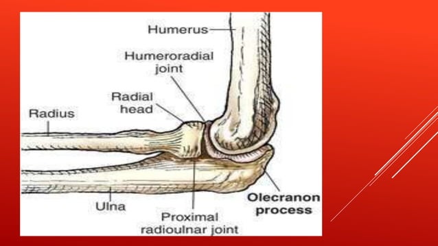 Lesson 9 Elbow Joint (Elbow and Forearm).pptx