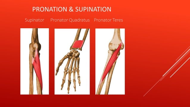 Lesson 9 Elbow Joint (Elbow and Forearm).pptx