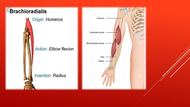 Lesson 9 Elbow Joint Elbow And Forearmpptx