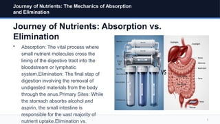 Journey of Nutrients: Understanding Absorption and Elimination ...