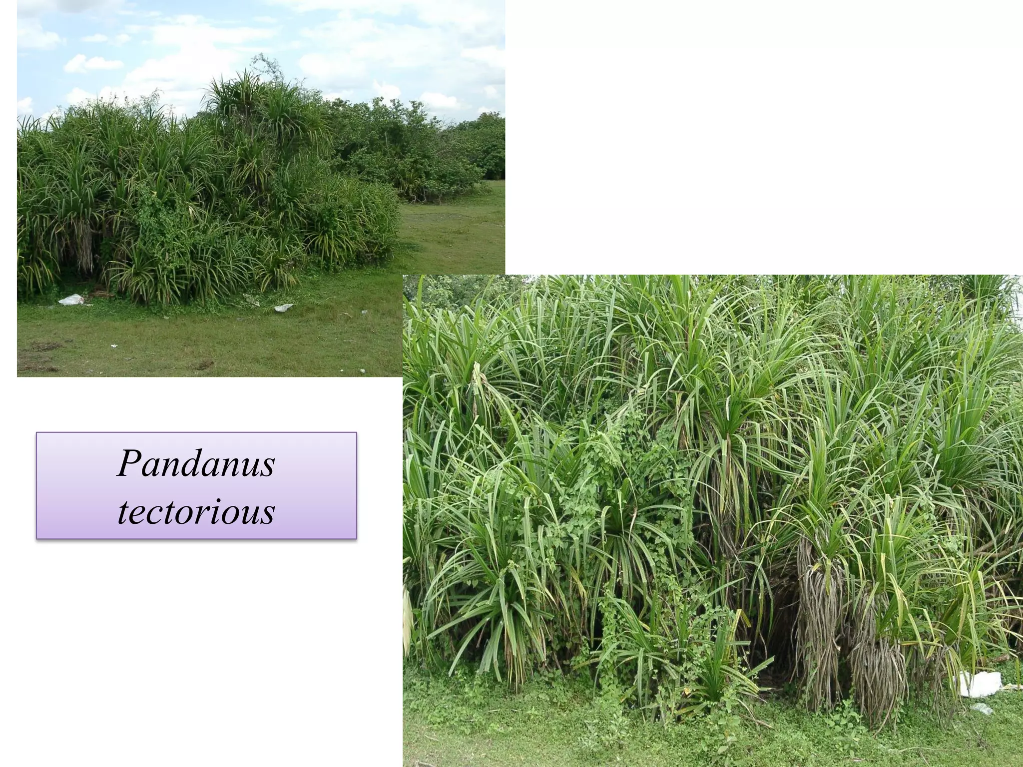 Lesson Four - Indigenous Village Irrigation Systems, traditional small ...