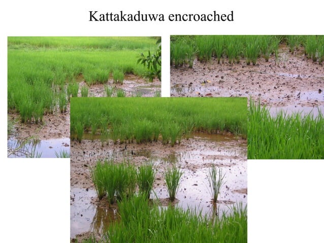 Lesson Four - Indigenous Village Irrigation Systems, traditional small ...