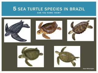 Lesson Four: Sea Turtles in Brazil | PDF