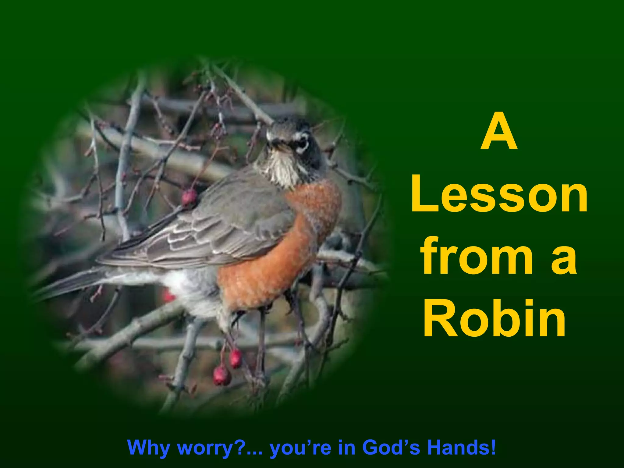 Lesson From Robin | PPT