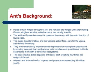 LESSON_FROM_THE_ANT.ppt