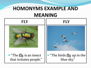 Homonyms | PPTX