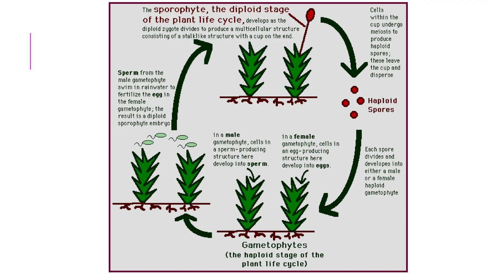 Flowers and Reproduction................ | PPT