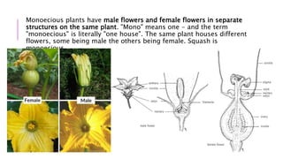 Flowers and Reproduction................ | PPTX