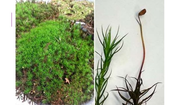 Flowers and Reproduction................ | PPT