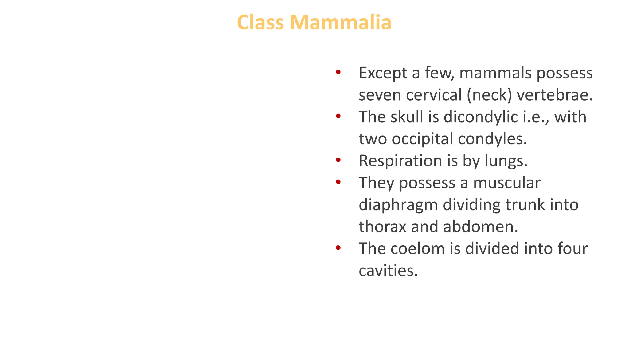 Lesson no. 218 zoo mammals characteristics | PPTX