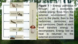 LESSON NO. 8 Biological Productivity and Energy Flow.pptx