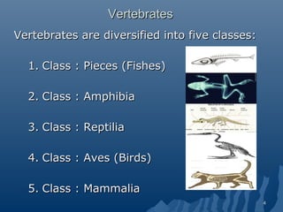 Lesson plan for biology by farhan ali | PPT