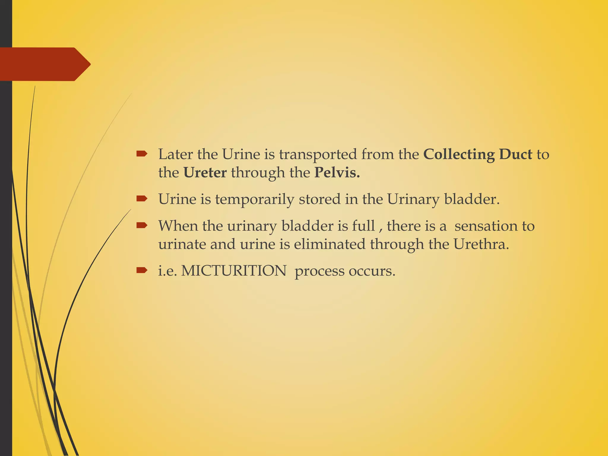 Powerpoint presentation on Urine formation | PPTX
