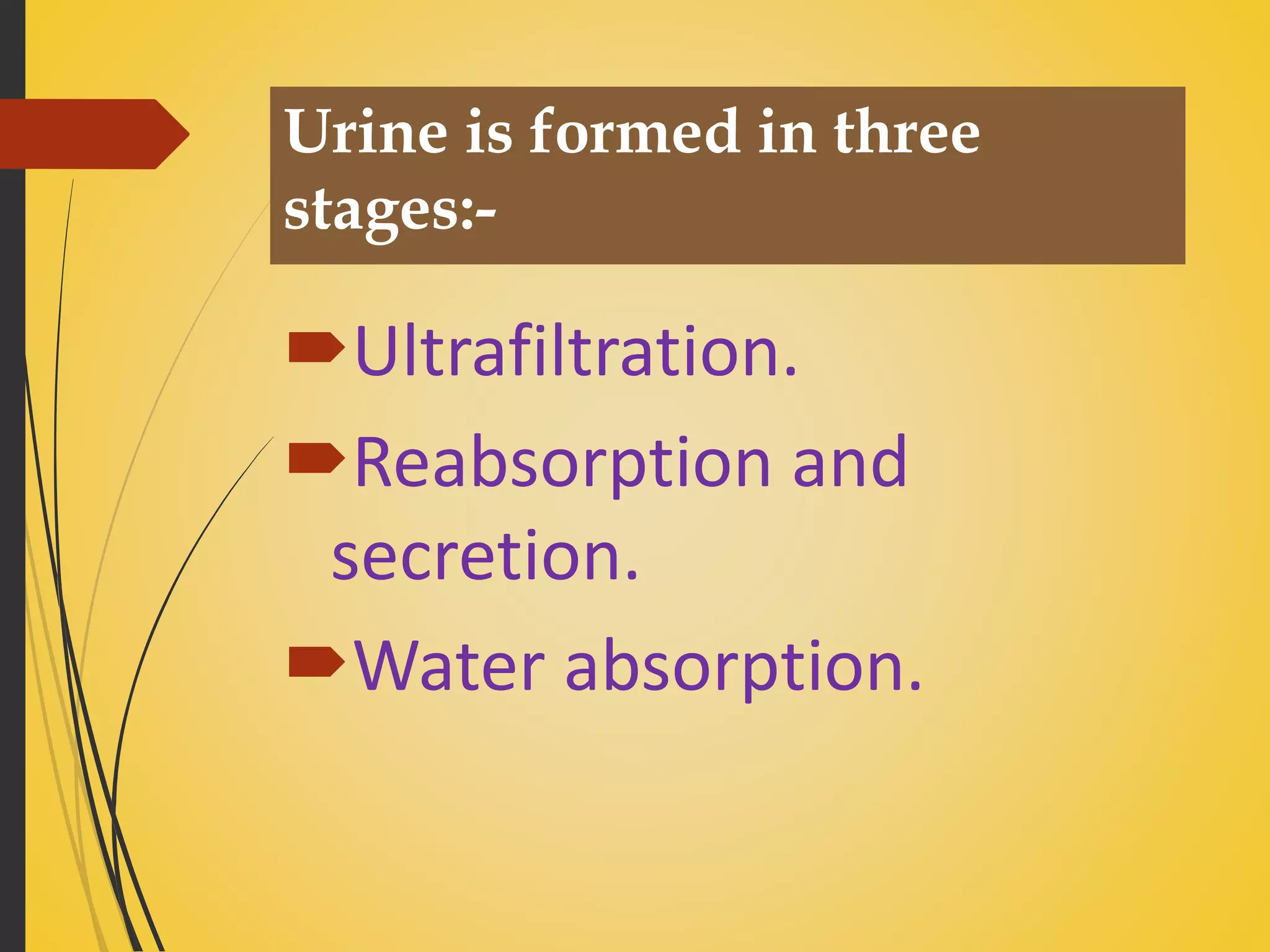 Powerpoint presentation on Urine formation | PPTX