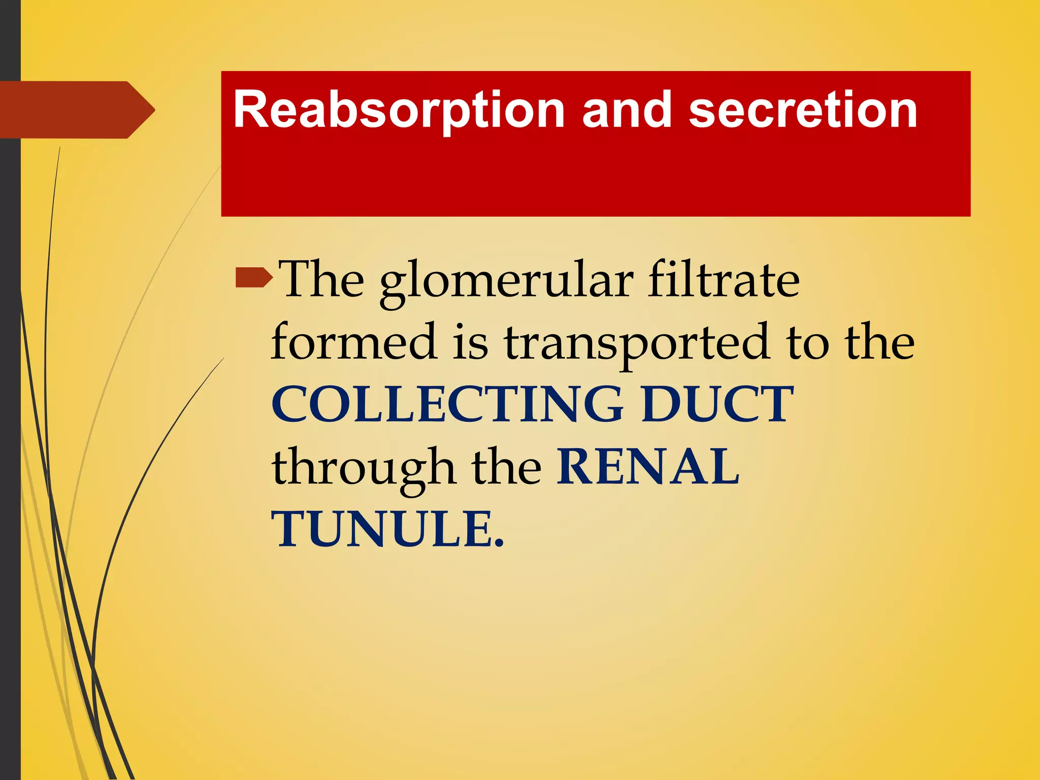 Powerpoint presentation on Urine formation | PPTX