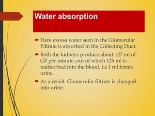 Powerpoint presentation on Urine formation | PPTX