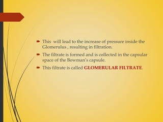 Powerpoint presentation on Urine formation | PPTX