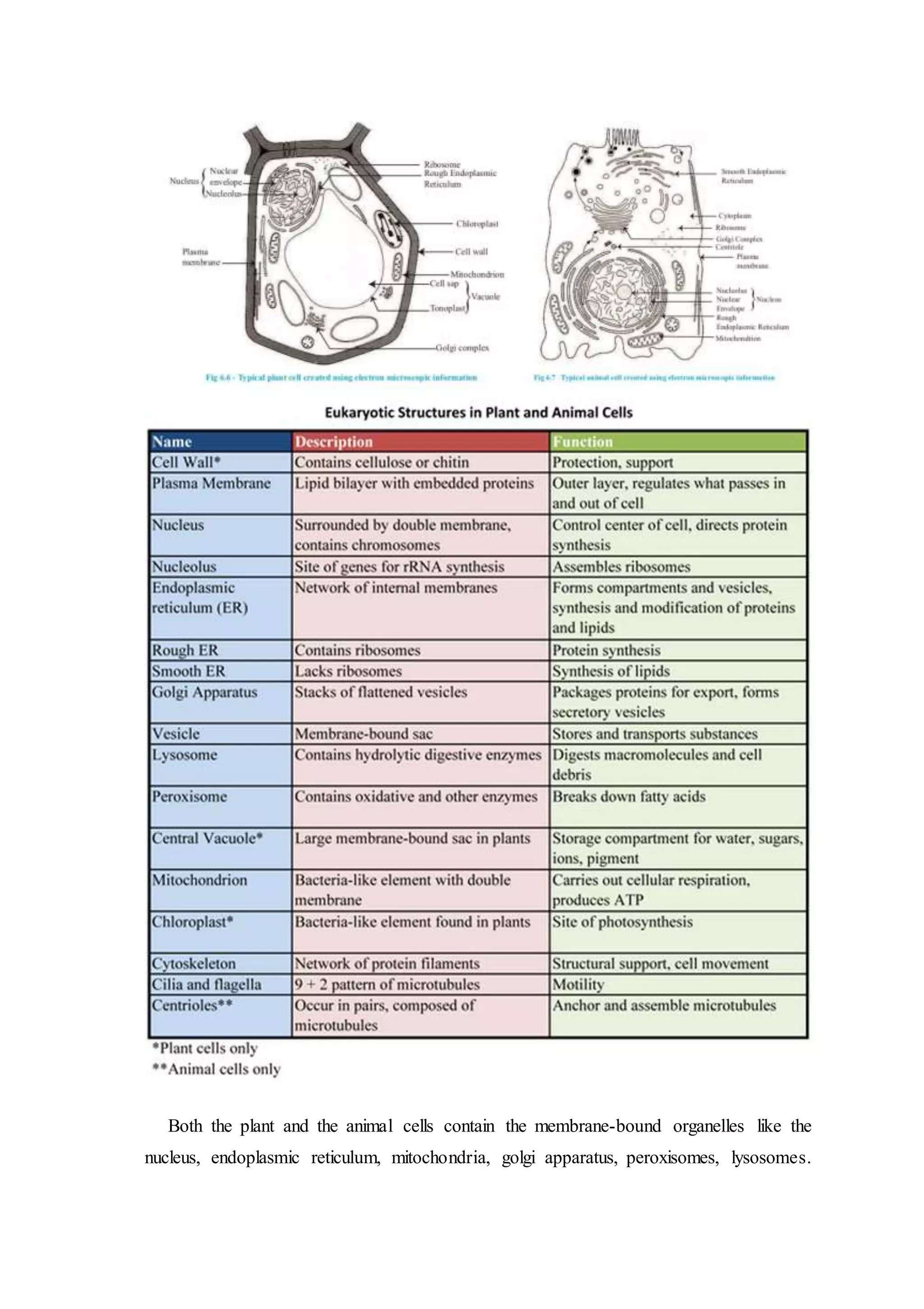 Lesson plan Biology | DOCX