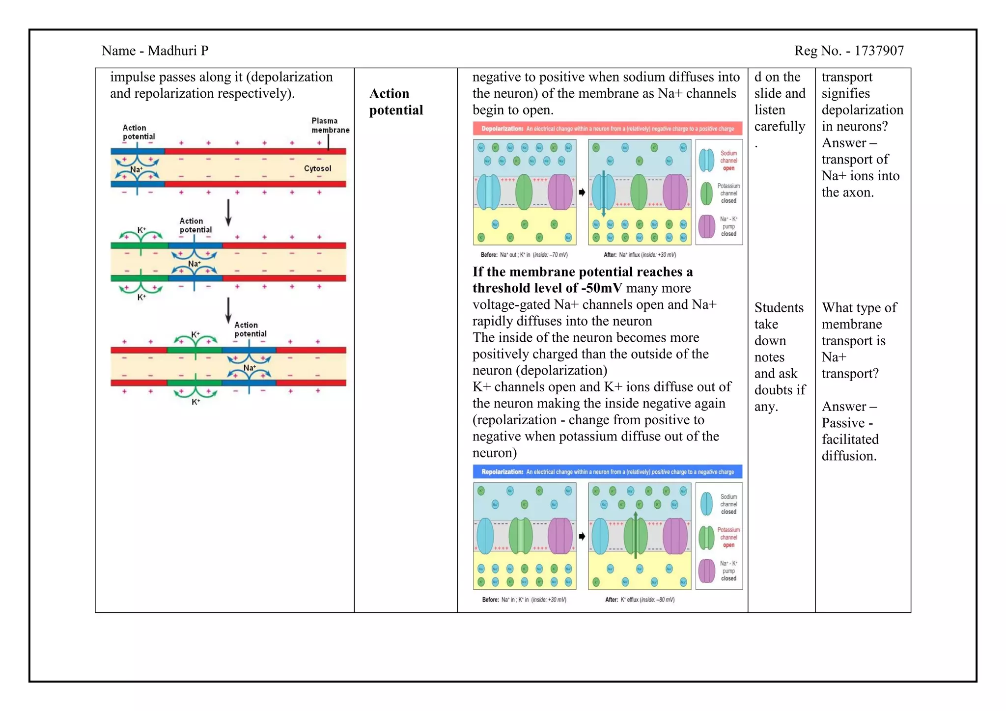 Lesson plan nervous system | PDF