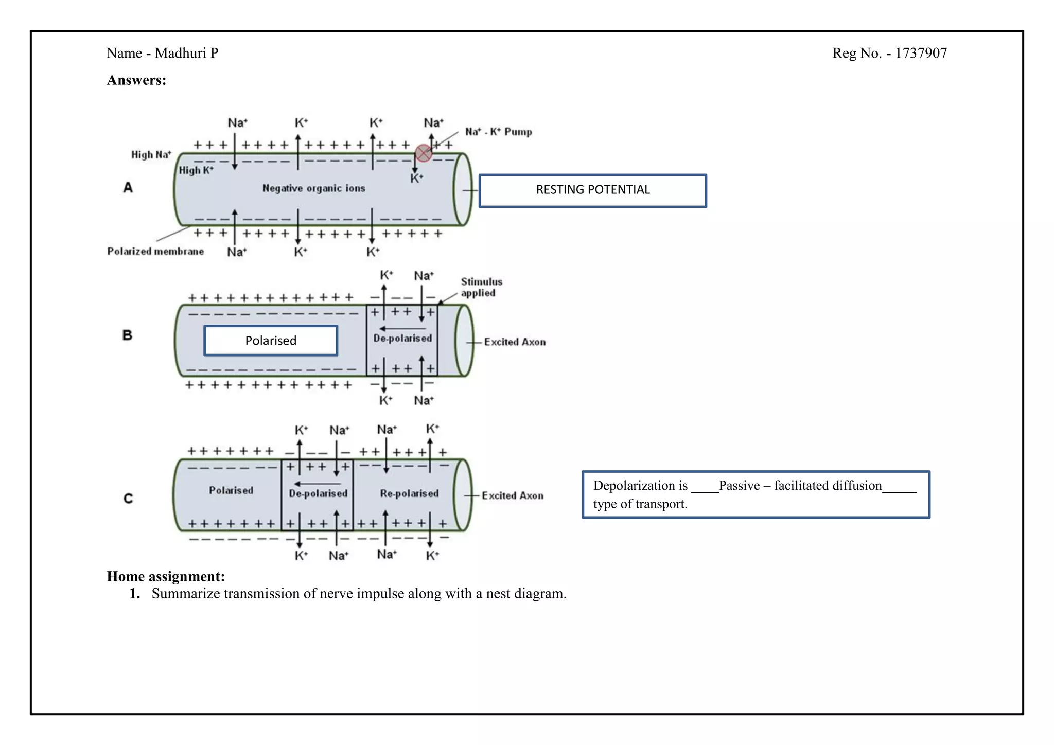 Lesson plan nervous system | PDF