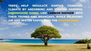 One Tree Planted: Lesson plan 2 slides | PDF