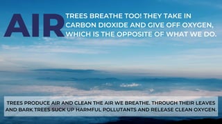 One Tree Planted: Lesson plan 2 slides | PDF