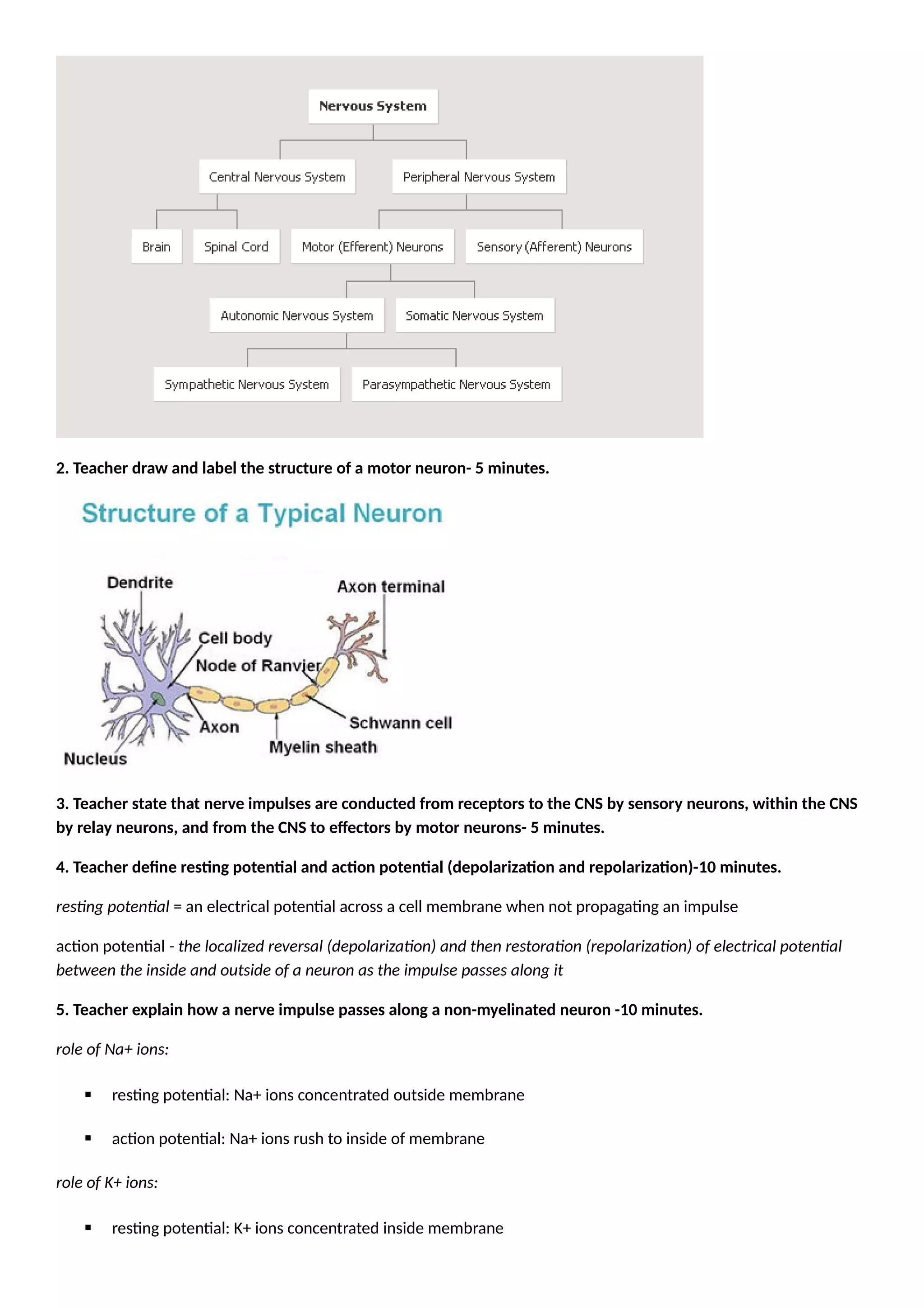 Lesson plan "Neurones and synapsis" | PDF
