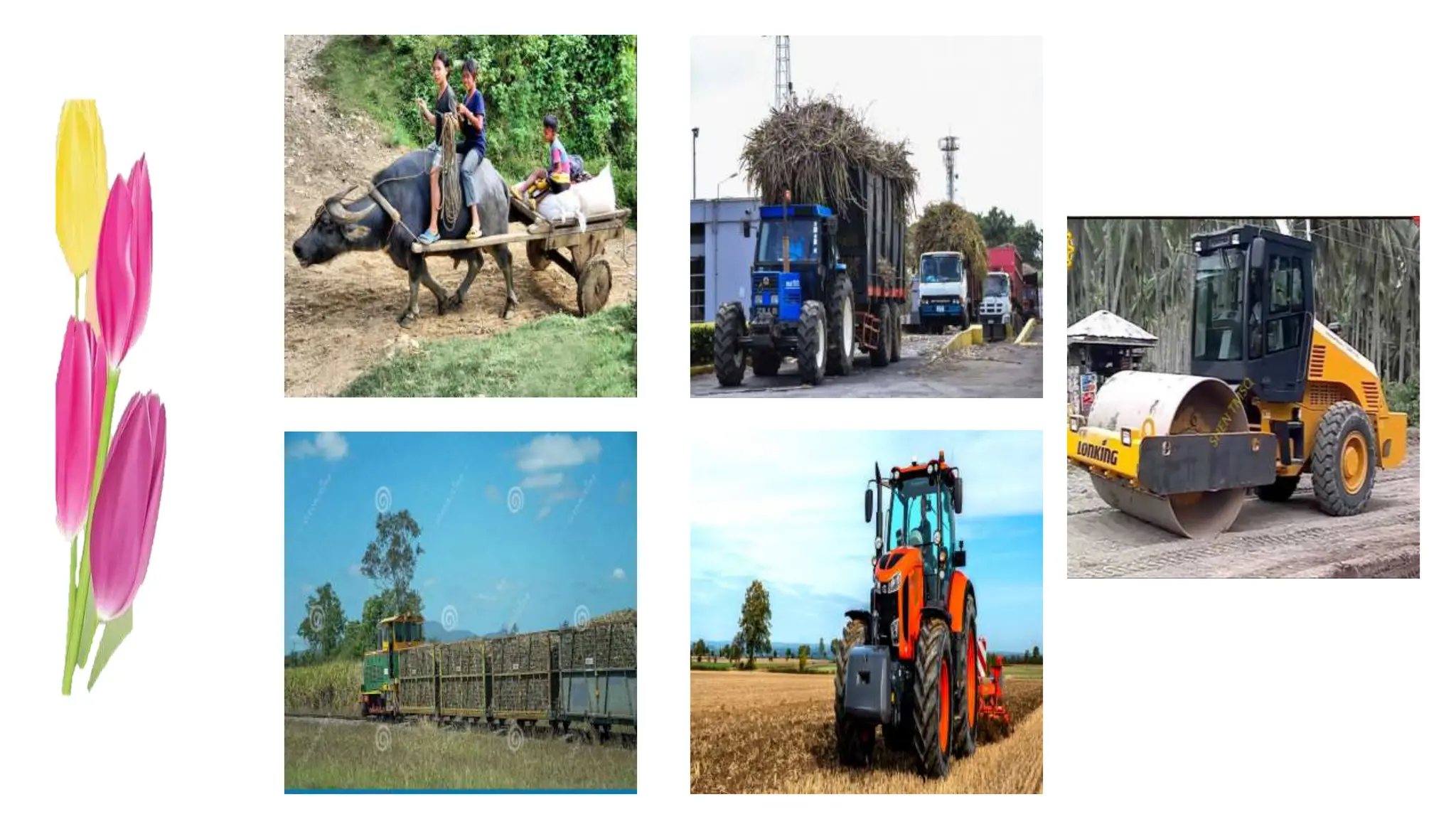 Lesson Plan for Kindergarten COT.pptx