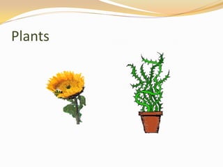 Lesson plan in Gr. III | PPTX