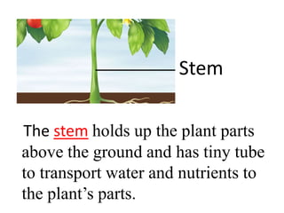 Parts of the Plants | PPTX