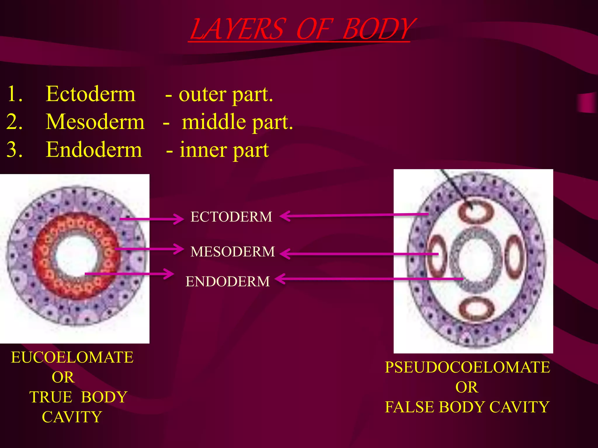 Diversity in living organisms ppt | PPTX